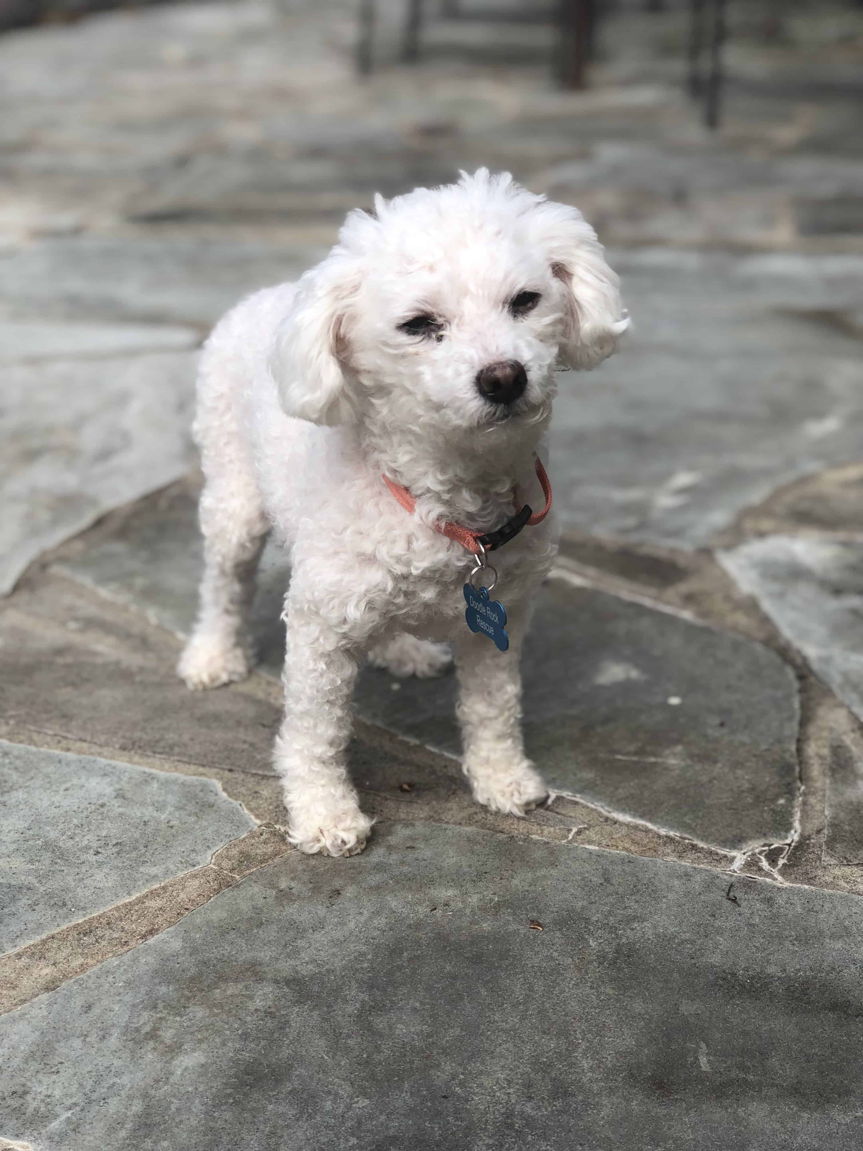 Tiny, Poodle Terrier Mix – Doodle Rock Rescue – Dallas TX