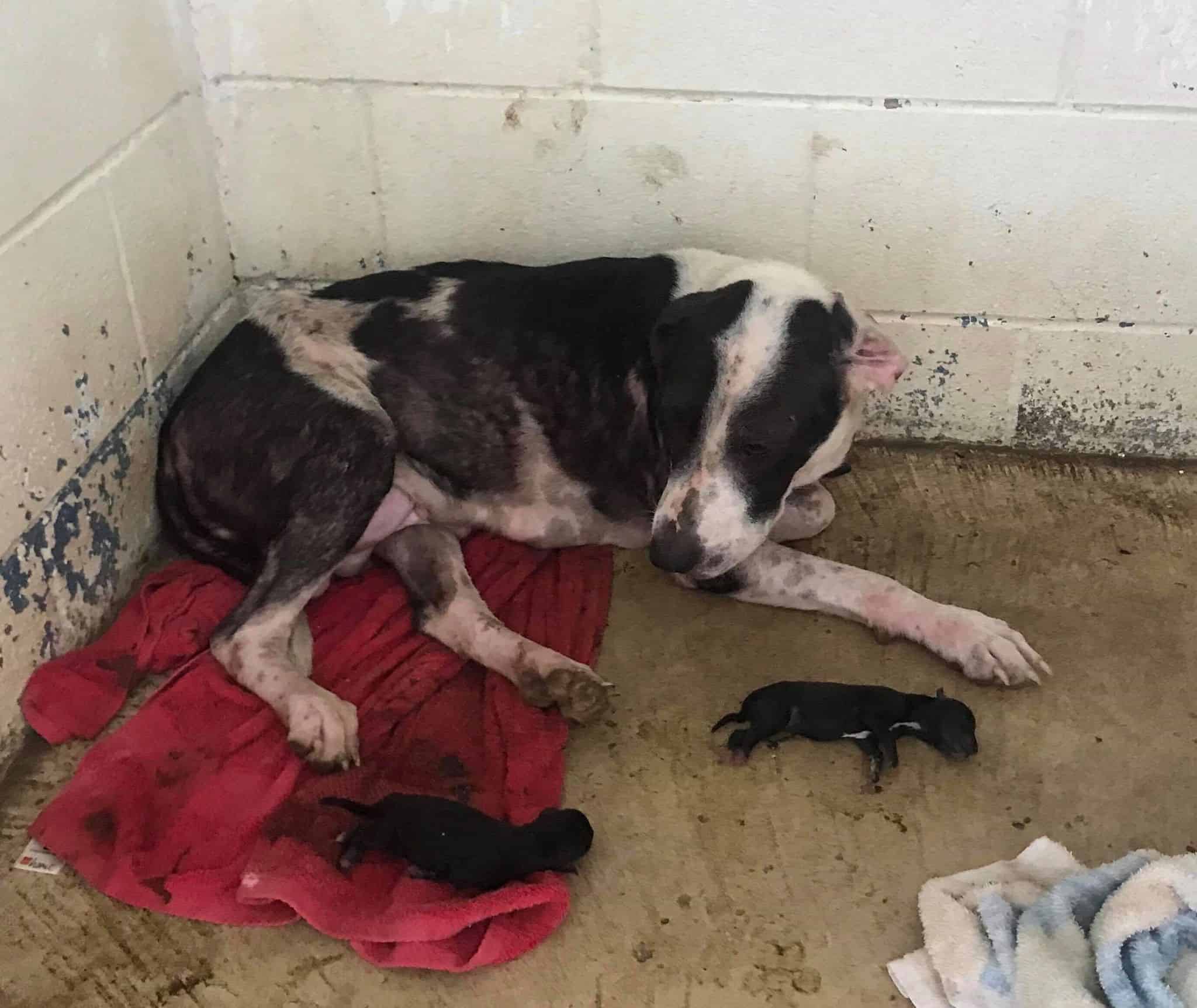 Doodle Rock Rescue – Dallas TX