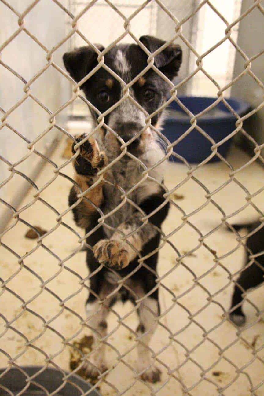 Doodle Rock Rescue – Dallas TX