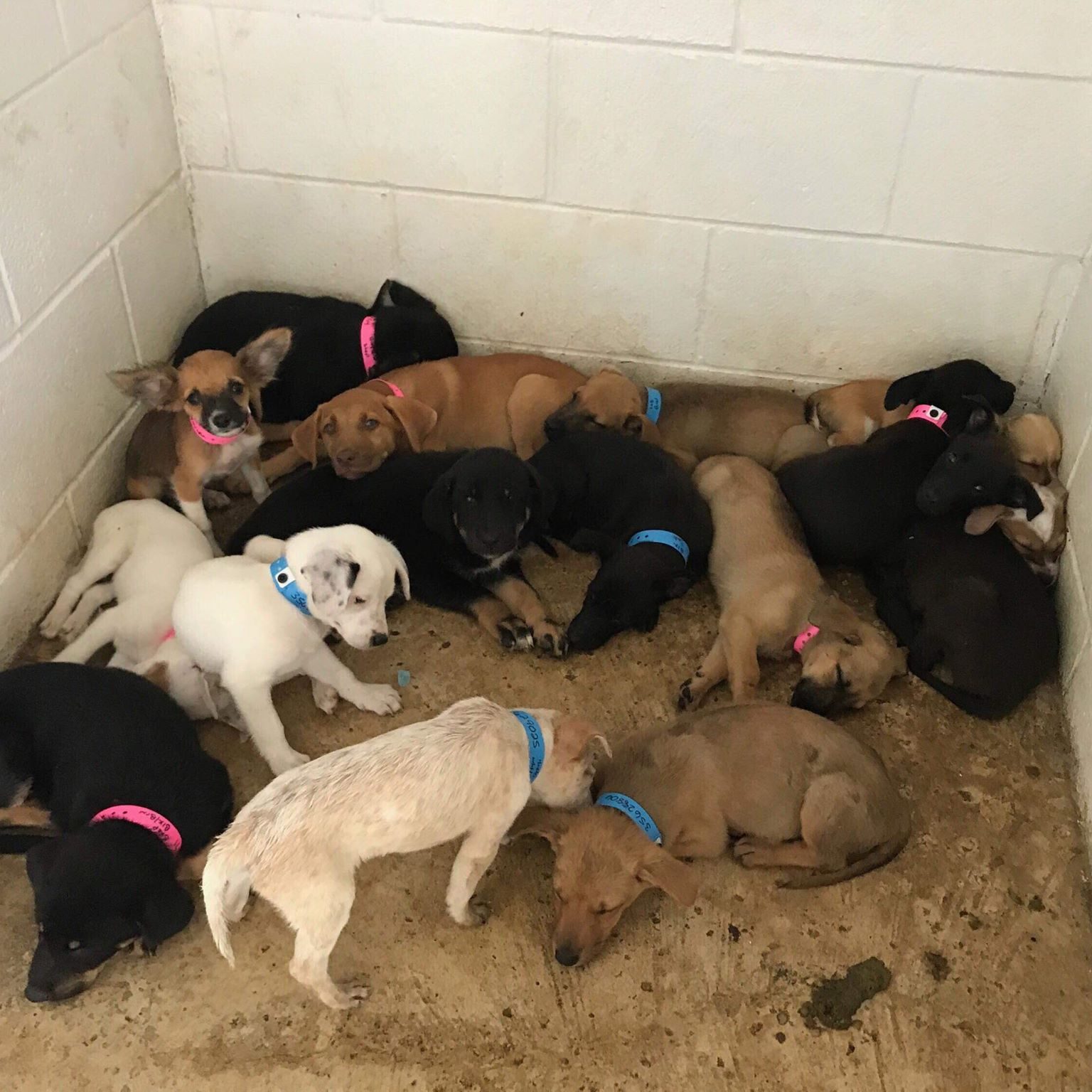 Doodle Rock Rescue – Dallas TX