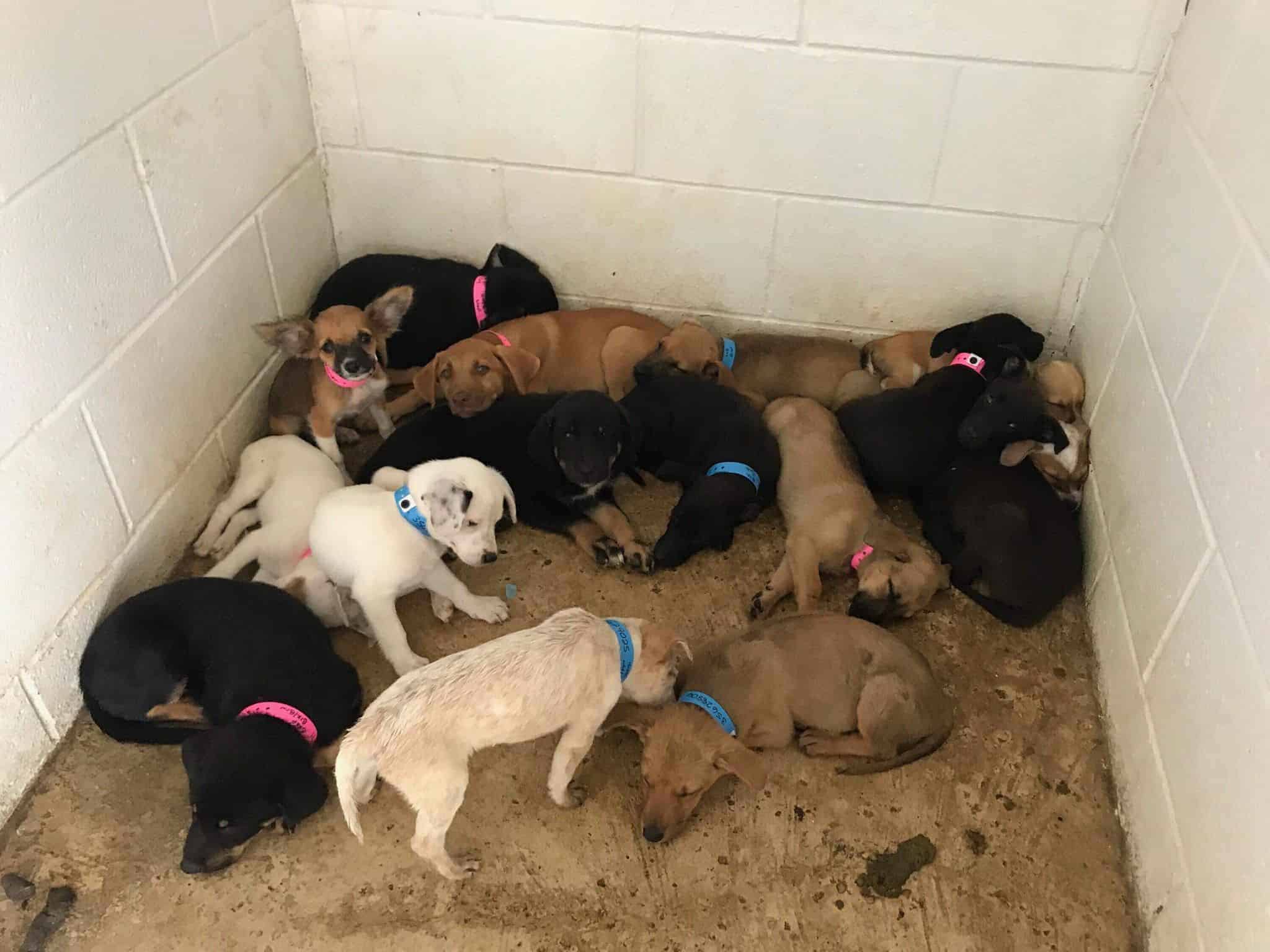 Doodle Rock Rescue – Dallas TX