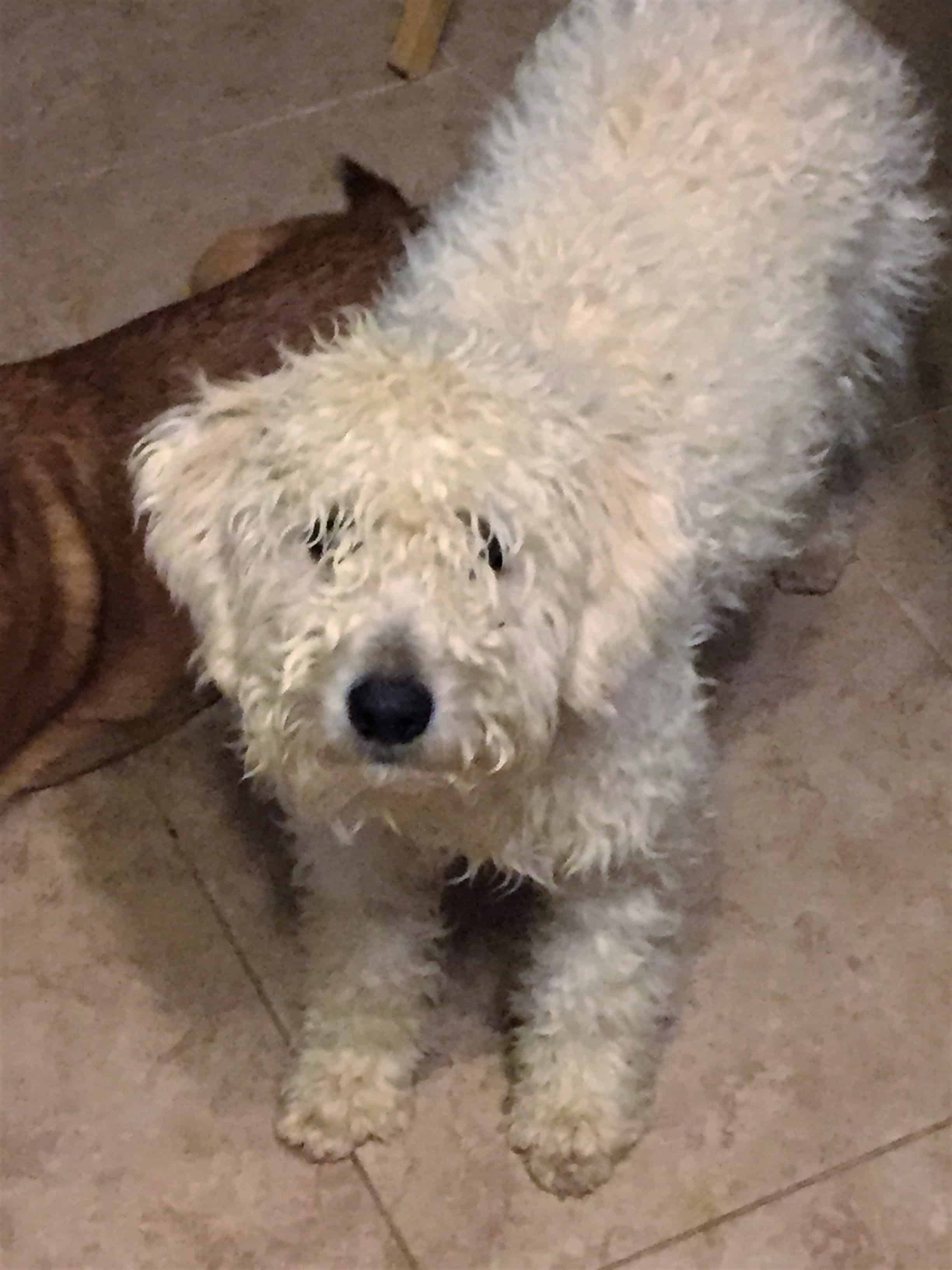 Upcoming Dogs – Doodle Rock Rescue – Dallas Tx Doodle Rescue