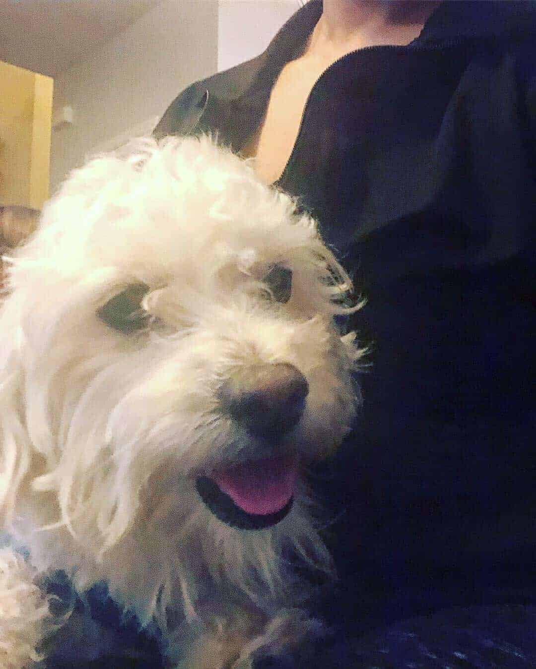 Upcoming Dogs – Doodle Rock Rescue – Dallas Tx Doodle Rescue