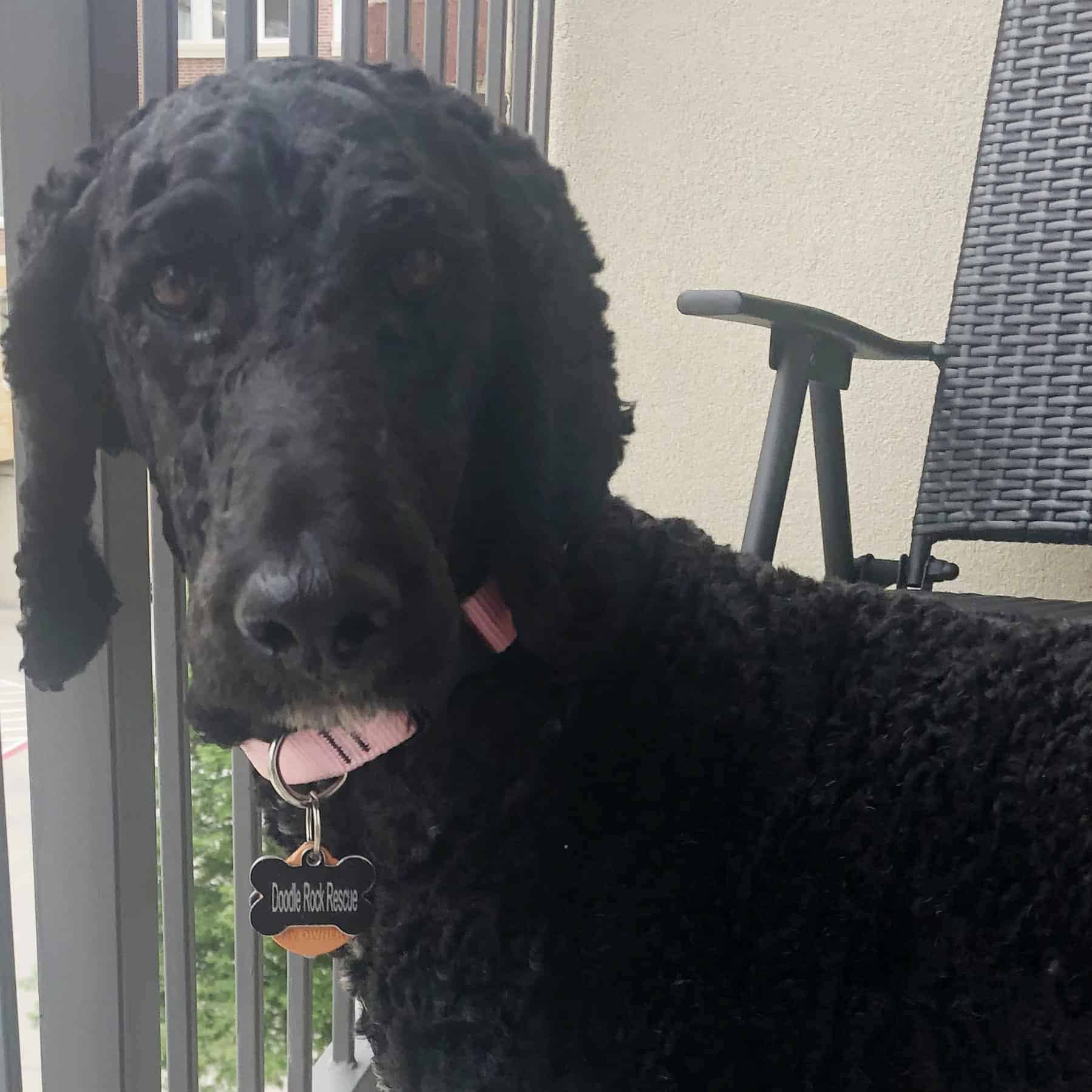 Upcoming Dogs – Doodle Rock Rescue – Dallas Tx Doodle Rescue