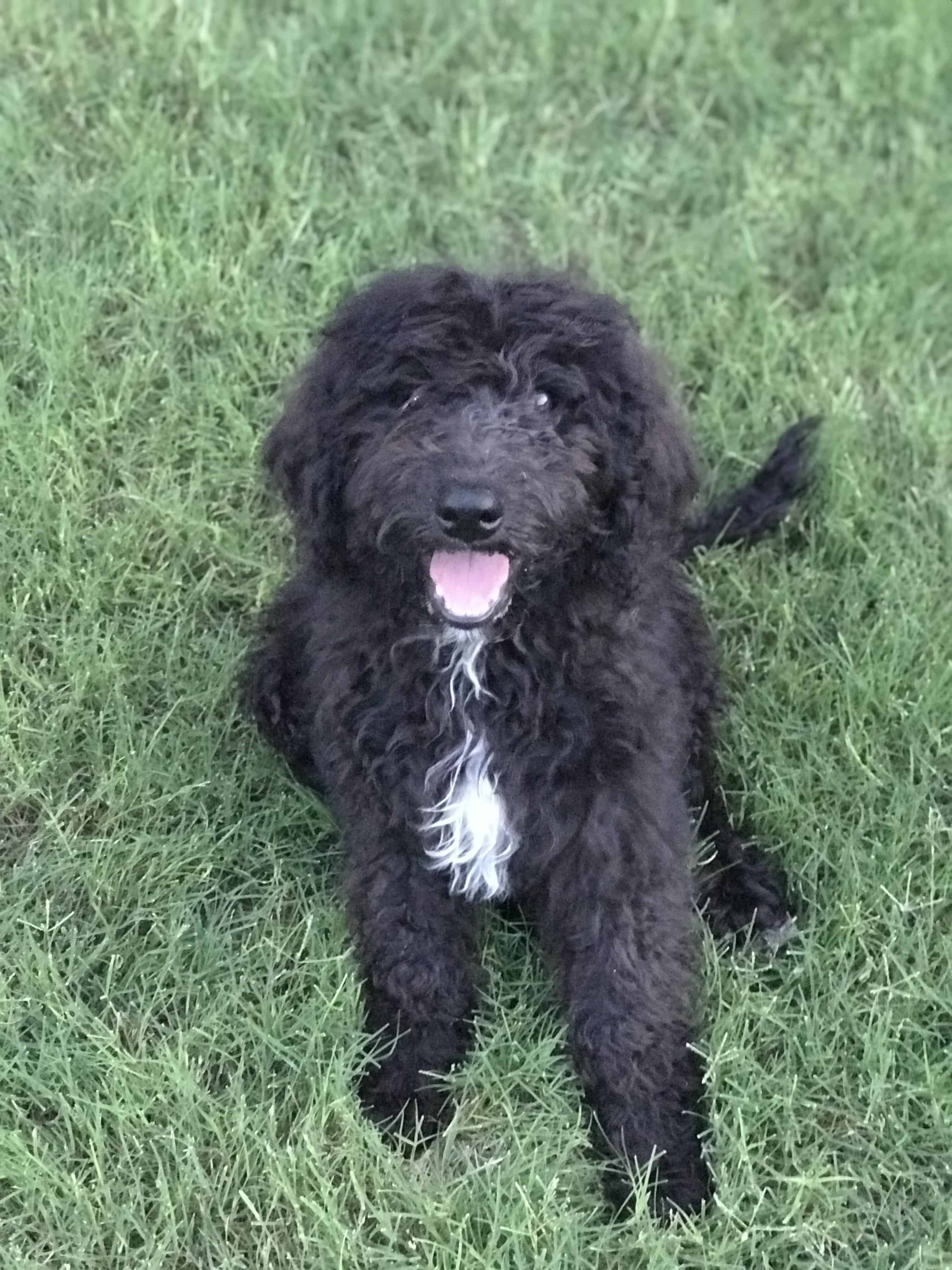 Upcoming Dogs – Doodle Rock Rescue – Dallas Tx Doodle Rescue