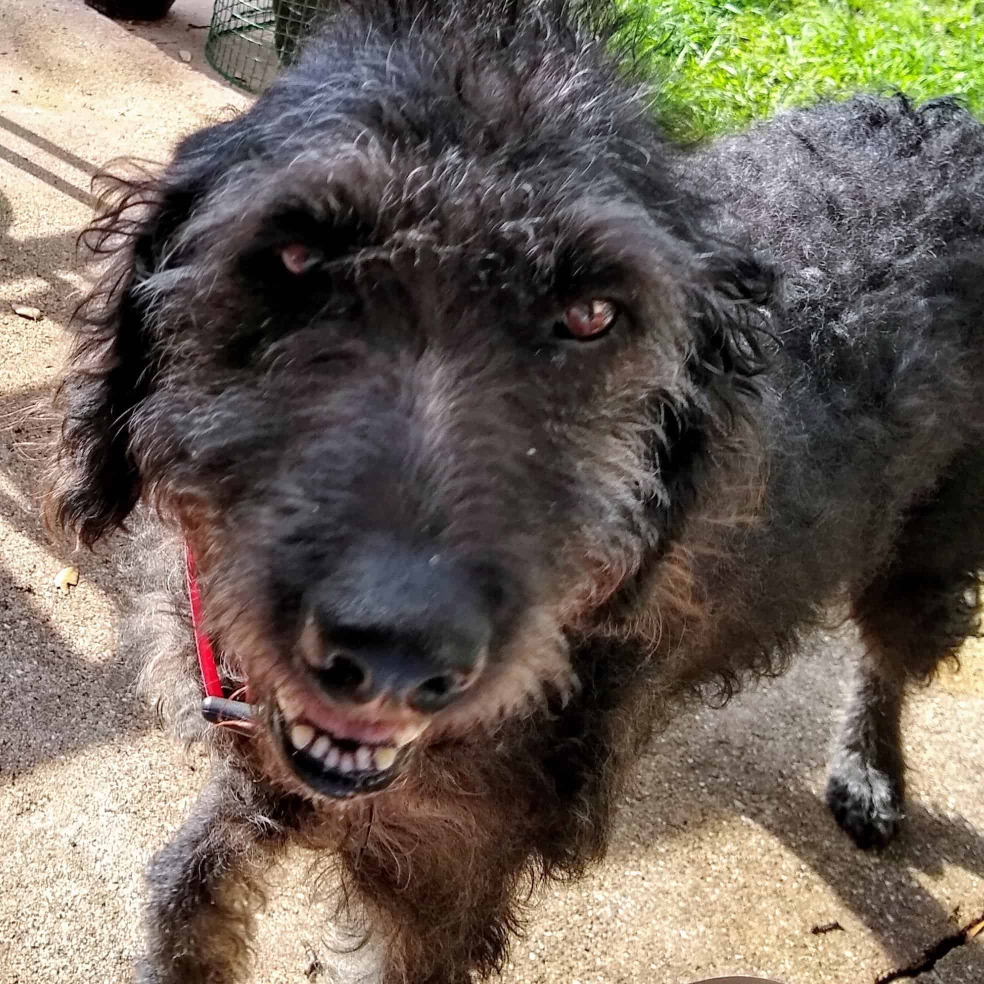 Upcoming Dogs – Doodle Rock Rescue – Dallas Tx Doodle Rescue