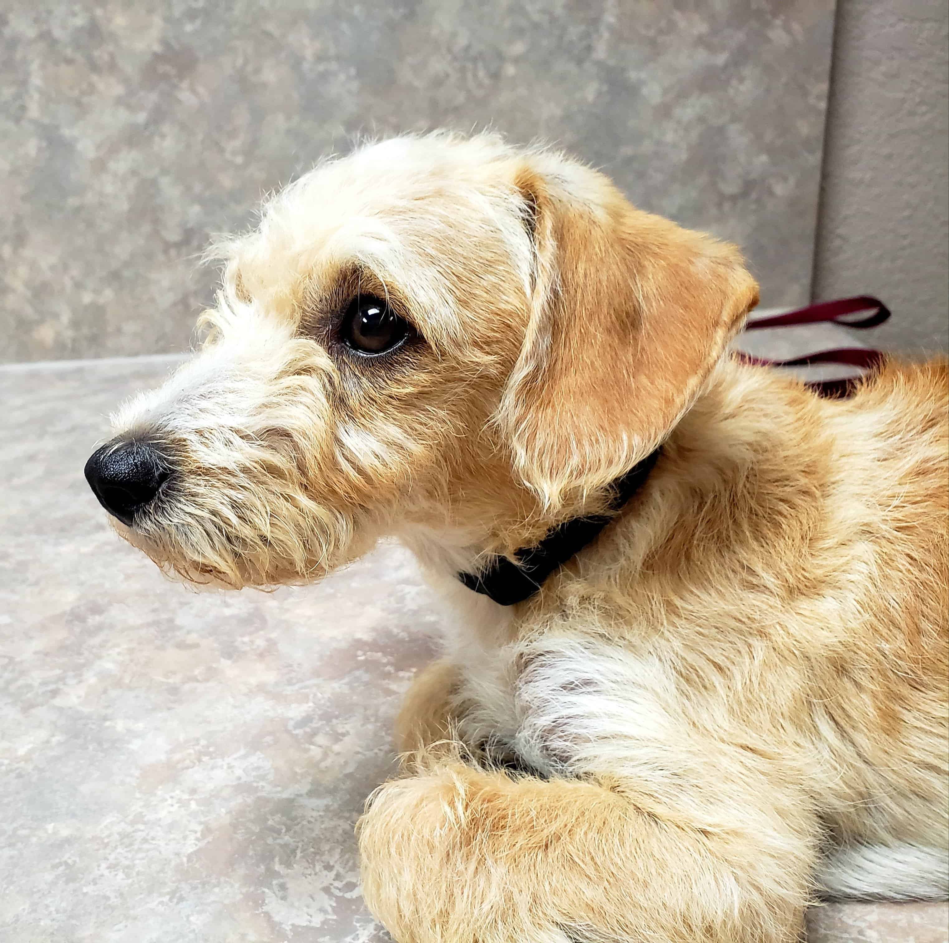 Upcoming Dogs – Doodle Rock Rescue – Dallas Tx Doodle Rescue