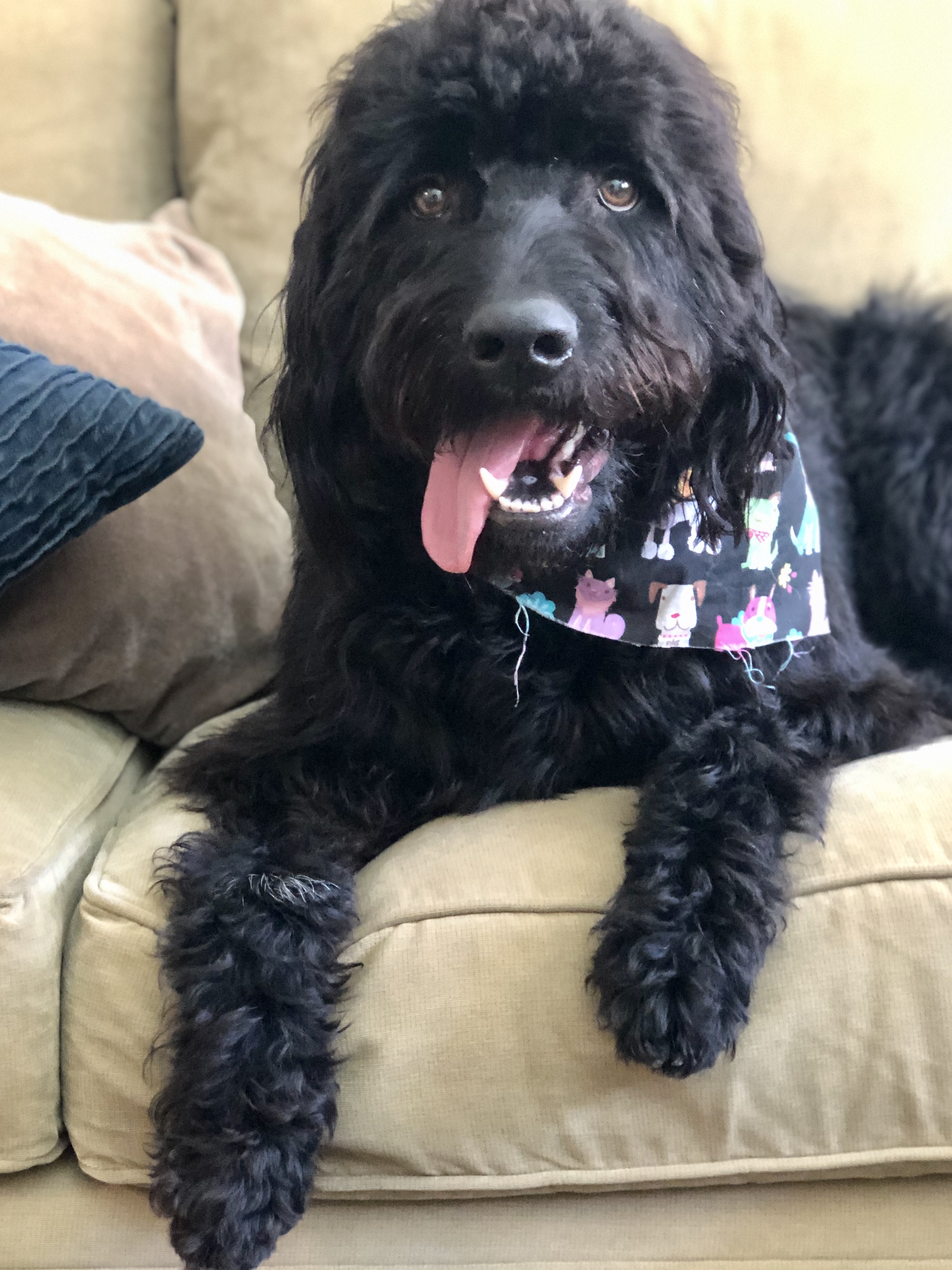 Upcoming Dogs – Doodle Rock Rescue – Dallas TX