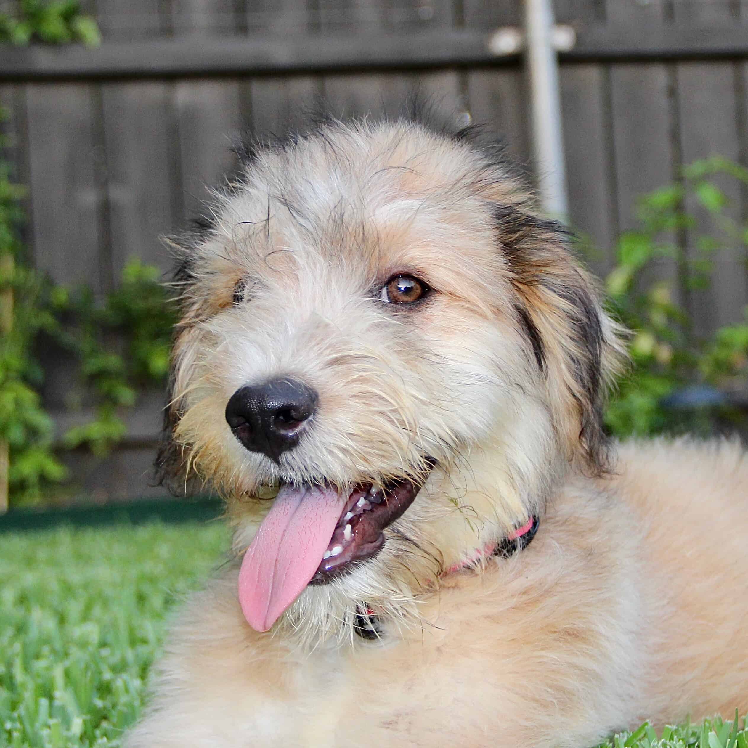 Upcoming Dogs – Doodle Rock Rescue – Dallas TX